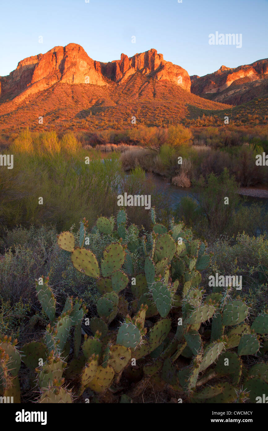 The Salt River, Tonto National Forest, East of Phoenix, Arizona Stock ...
