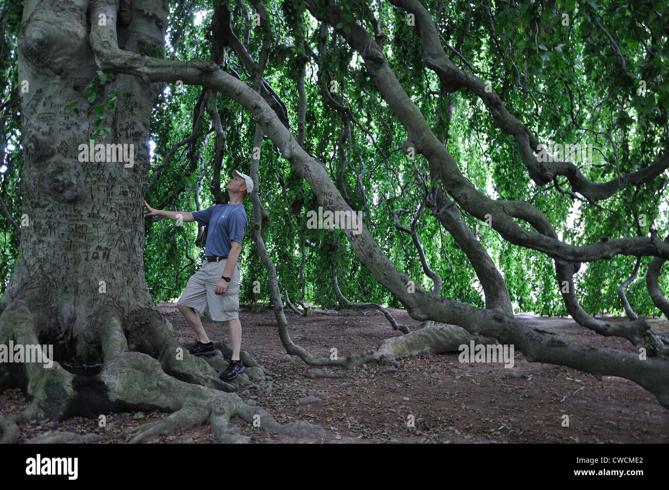 European weeping Beech tree - Fagus sylvatica Stock Photo - Alamy