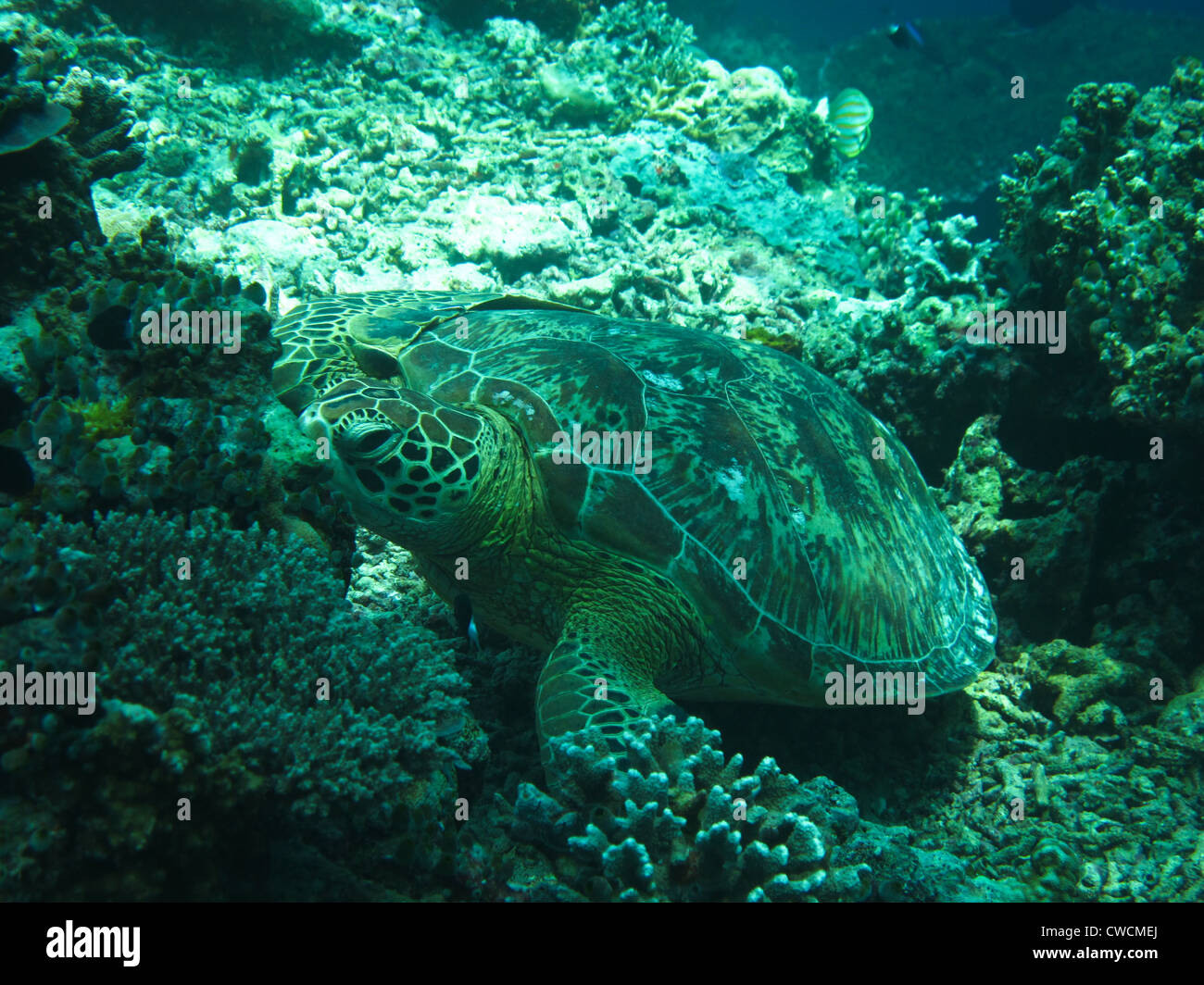 Turtle ocean hi-res stock photography and images - Alamy