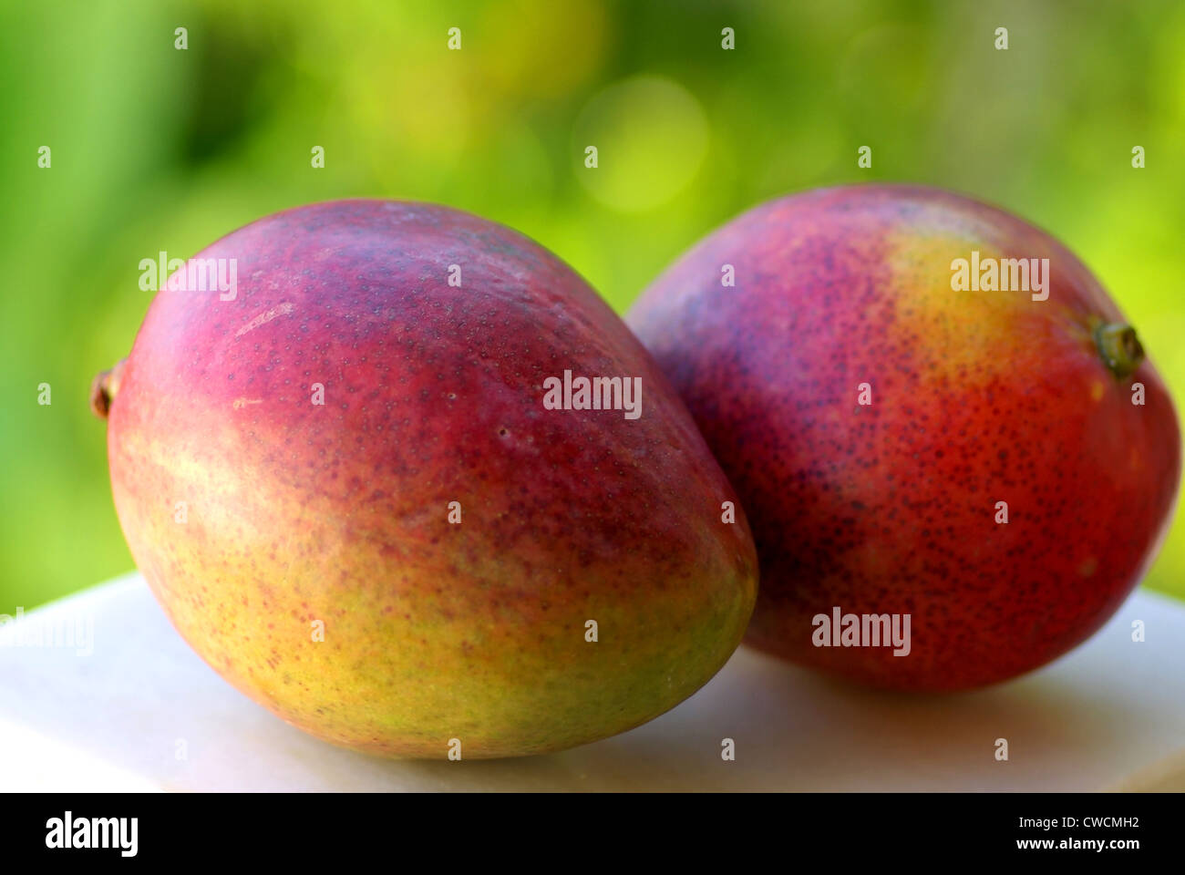 Two mangoes fruits are isolated on green background Stock Photo - Alamy