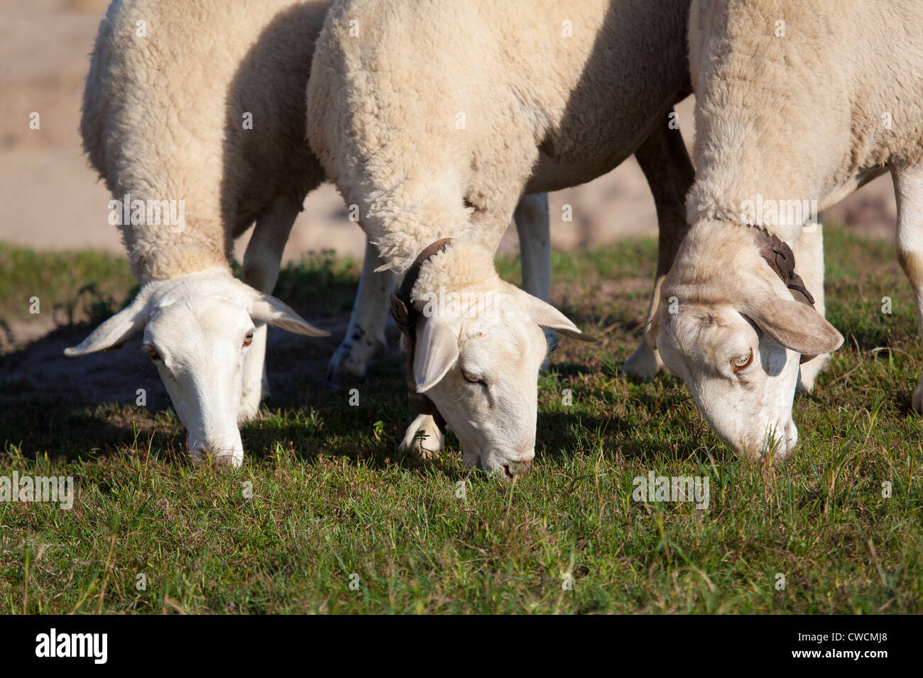Animal león hi-res stock photography and images - Alamy