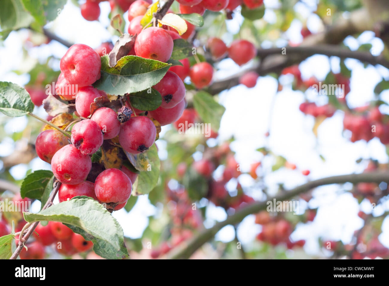 Red autumn berries on branch Stock Photo - Alamy