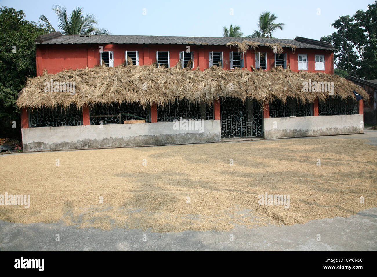 Harvested rice being dried Stock Photo - Alamy