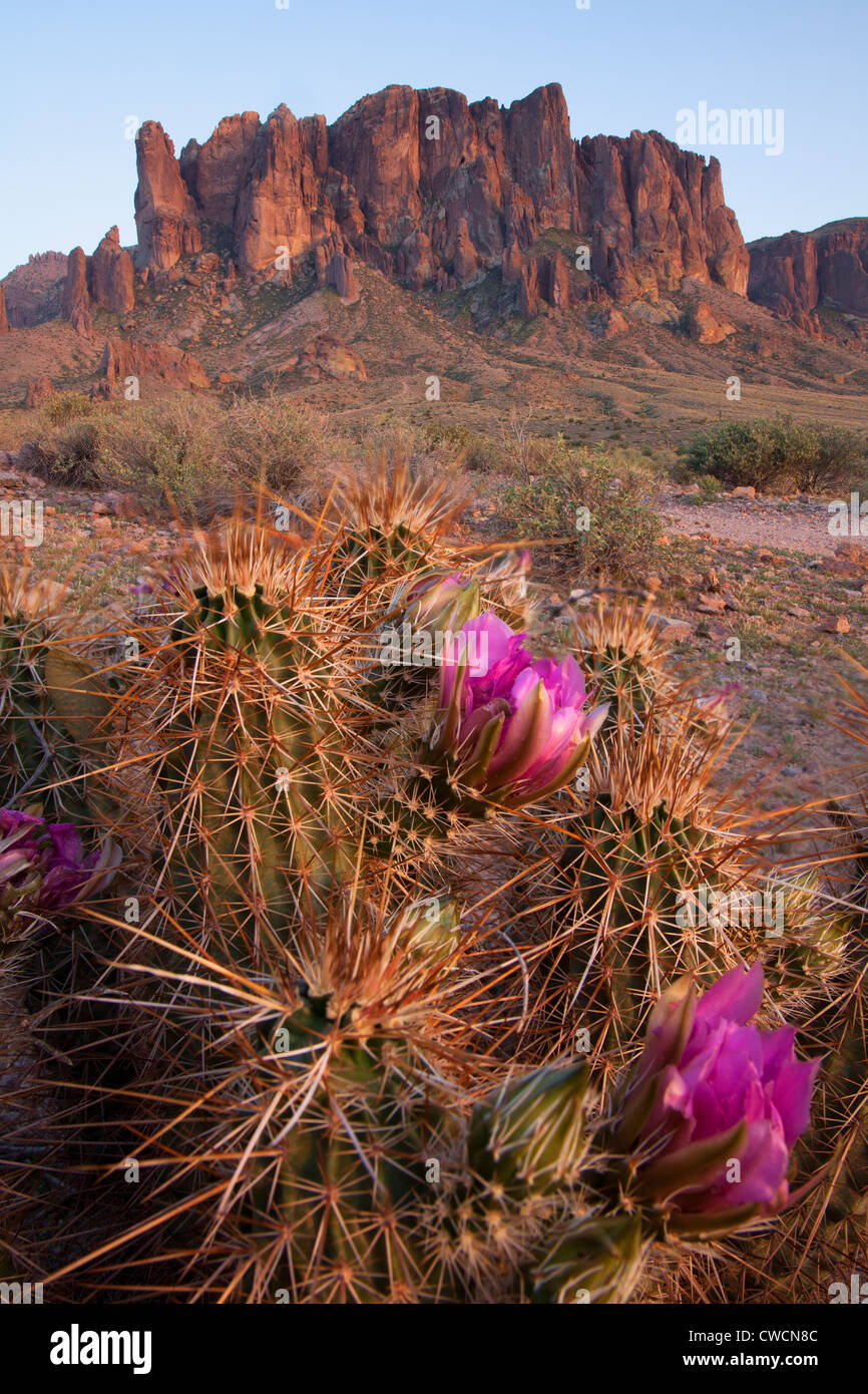 Lost Dutchman State Park, Arizona Stock Photo - Alamy