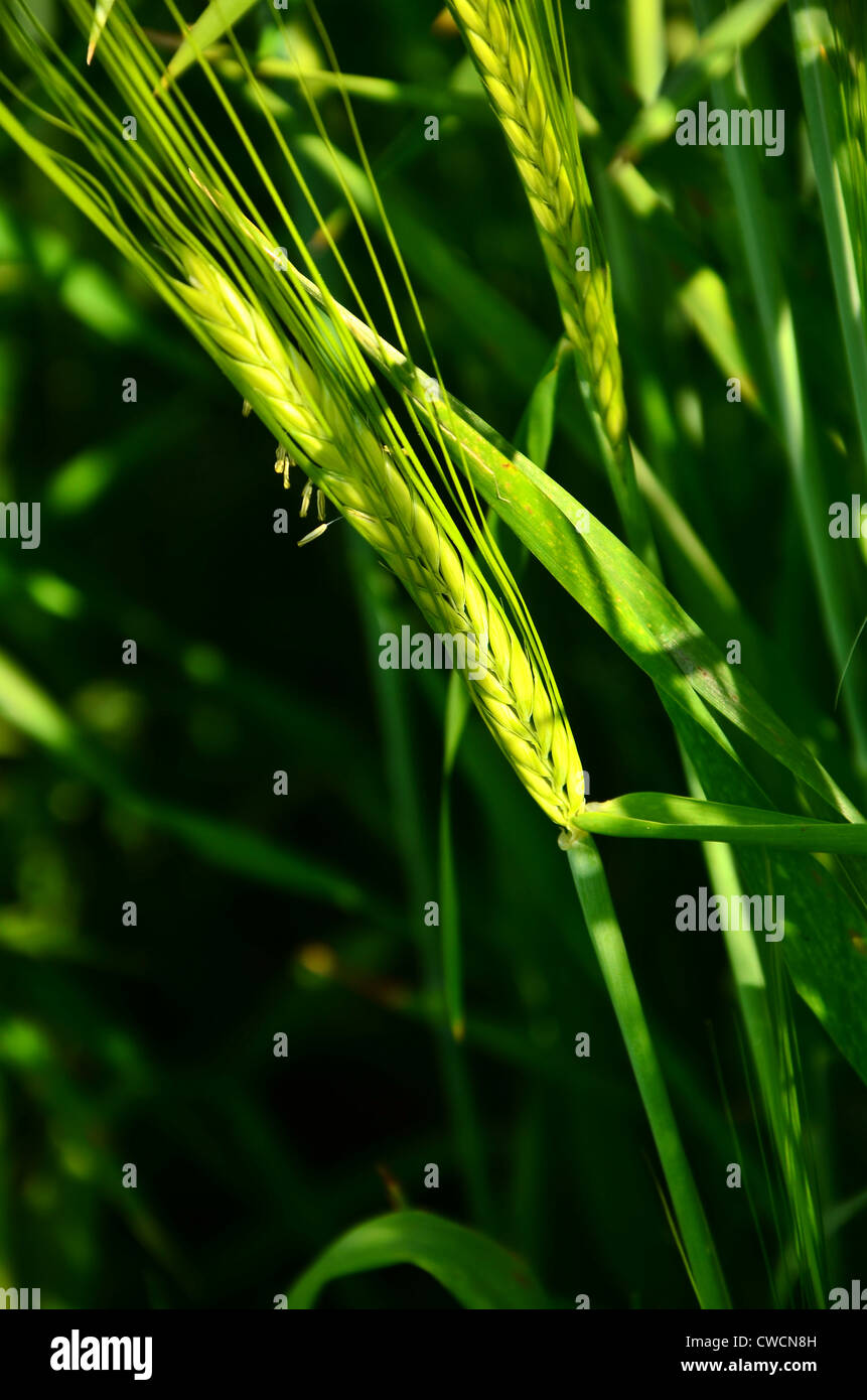 Flora grain hi-res stock photography and images - Alamy