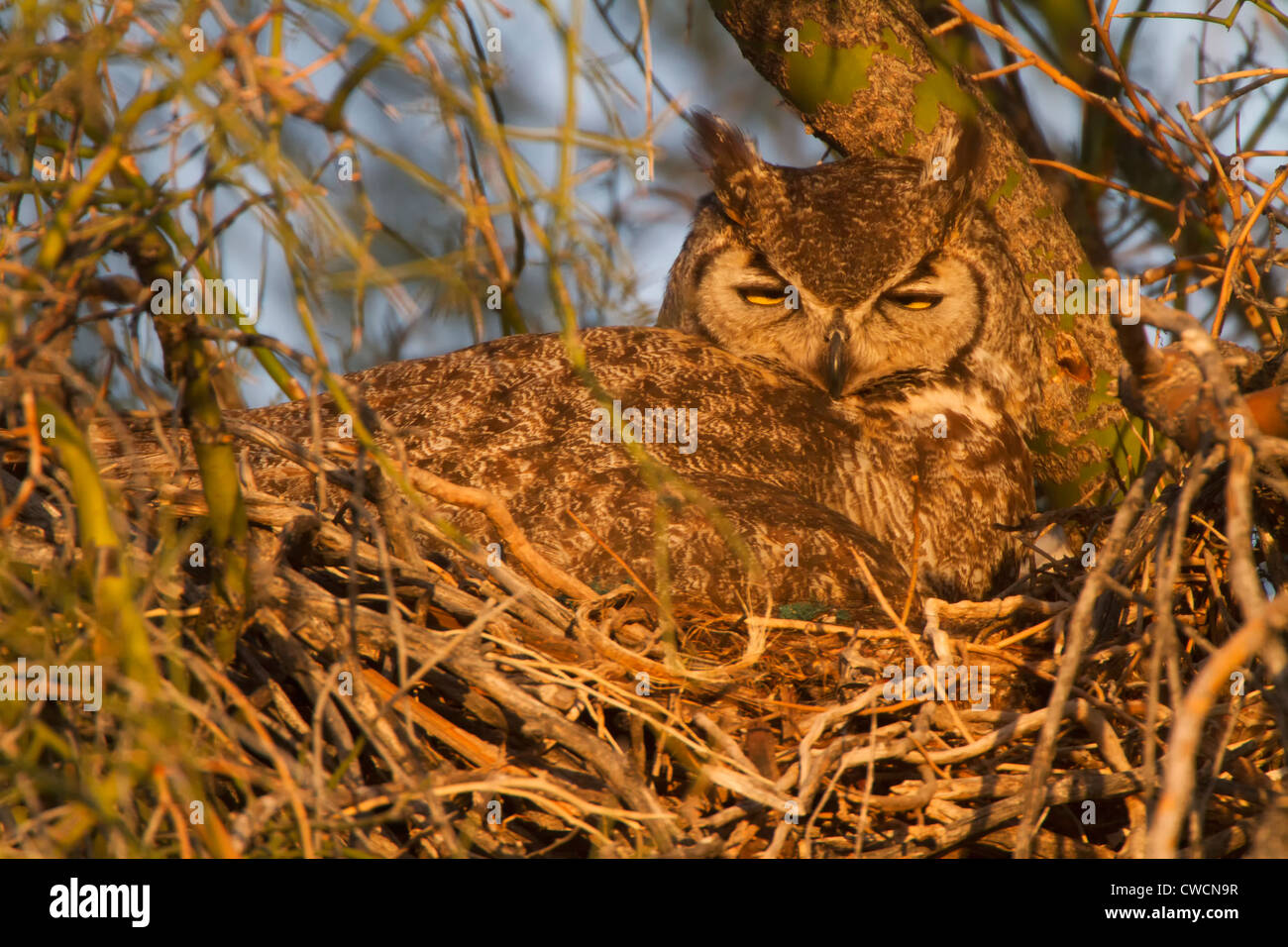 Great Horned Owl, (Bubo virginianus) at McDowell Mountain Regional Park ...