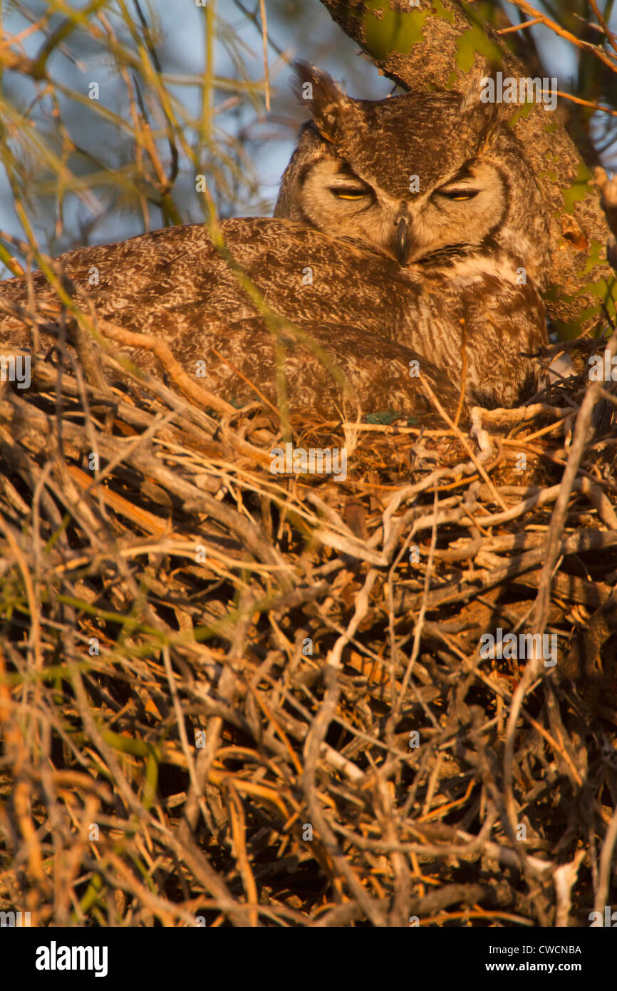 Great Horned Owl, (Bubo virginianus) at McDowell Mountain Regional Park ...