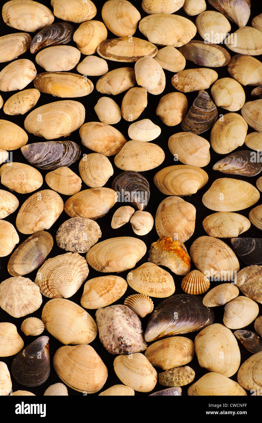 Seashell background hi-res stock photography and images - Alamy