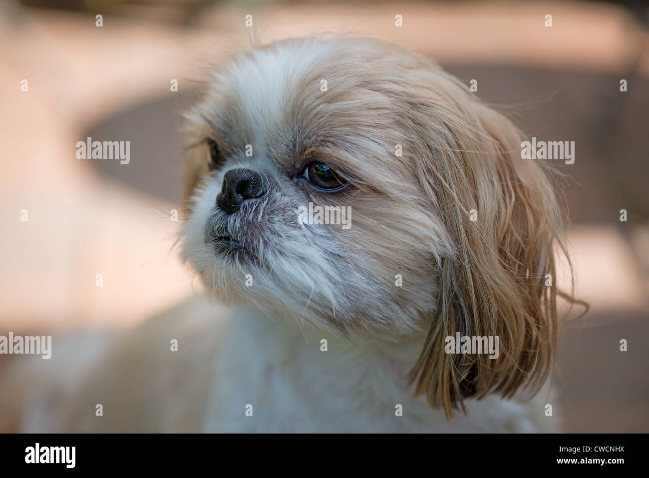 PORTRAIT OF A FEMALE SHIH TZU Stock Photo - Alamy