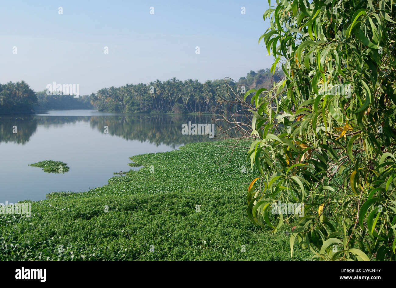 Kerala Backwaters scenery from Veli Akkulam Lake in Trivandrum India ...