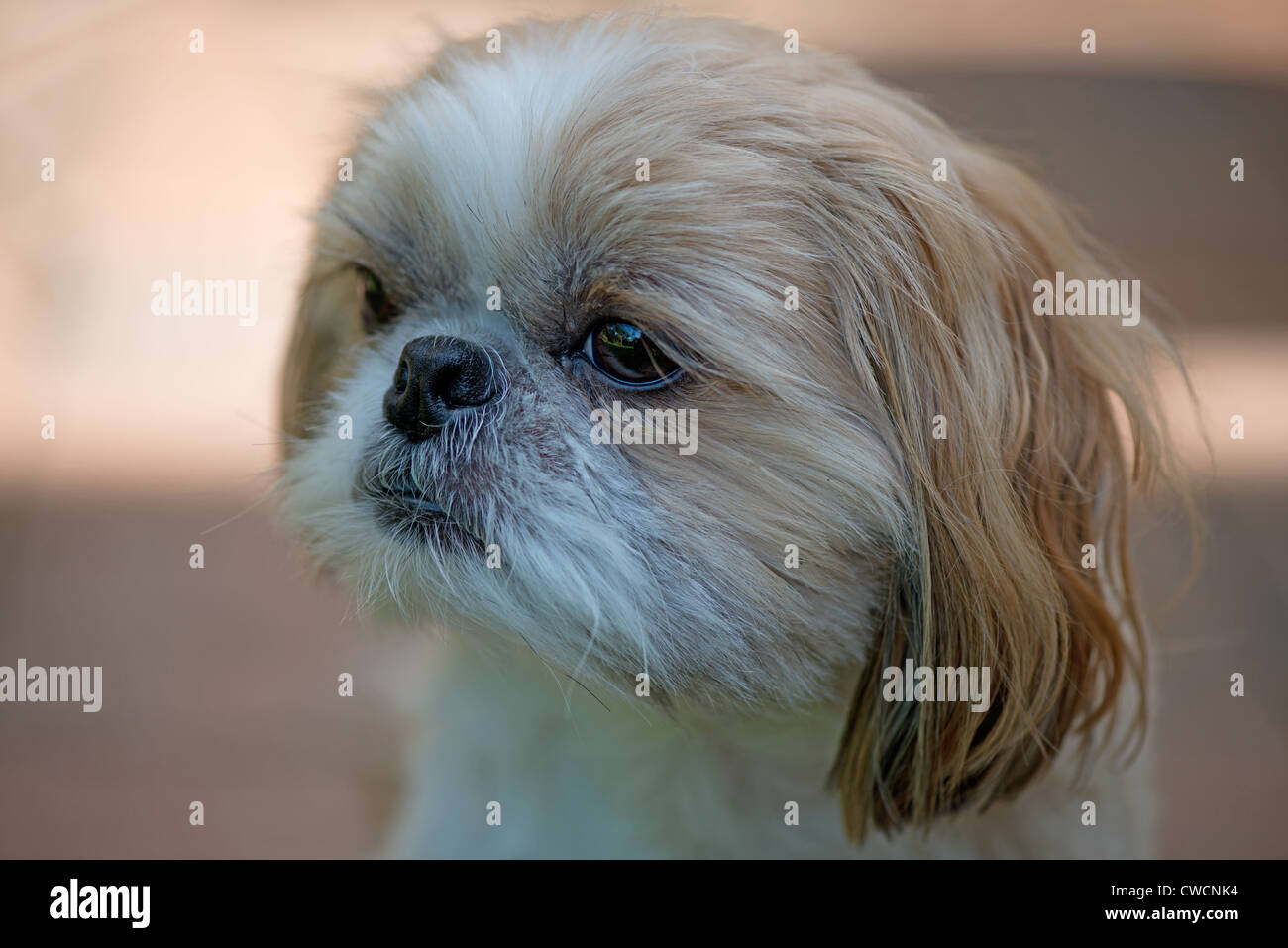 PORTRAIT OF A FEMALE SHIH TZU Stock Photo - Alamy