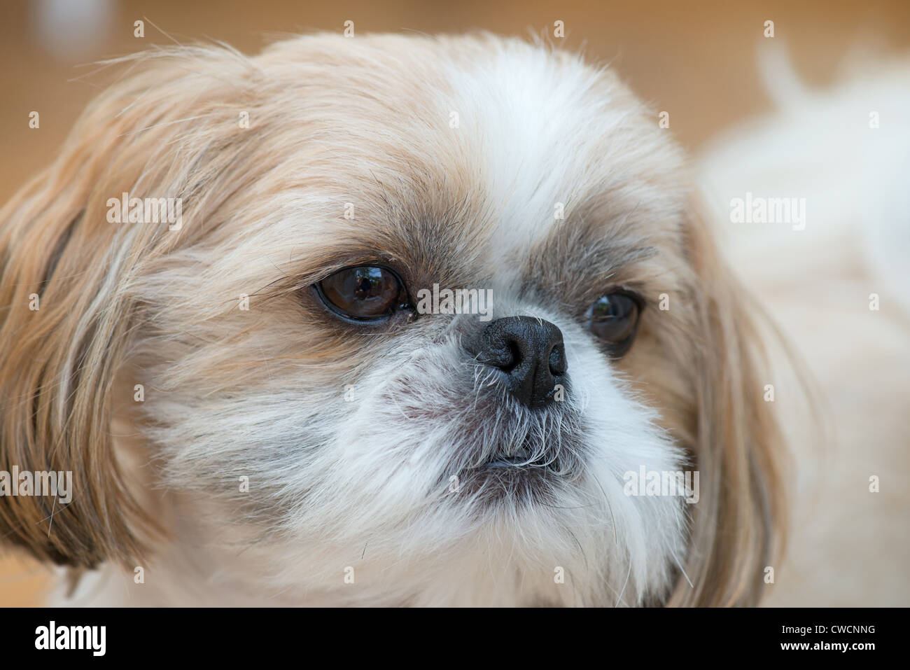 PORTRAIT OF A FEMALE SHIH TZU Stock Photo - Alamy