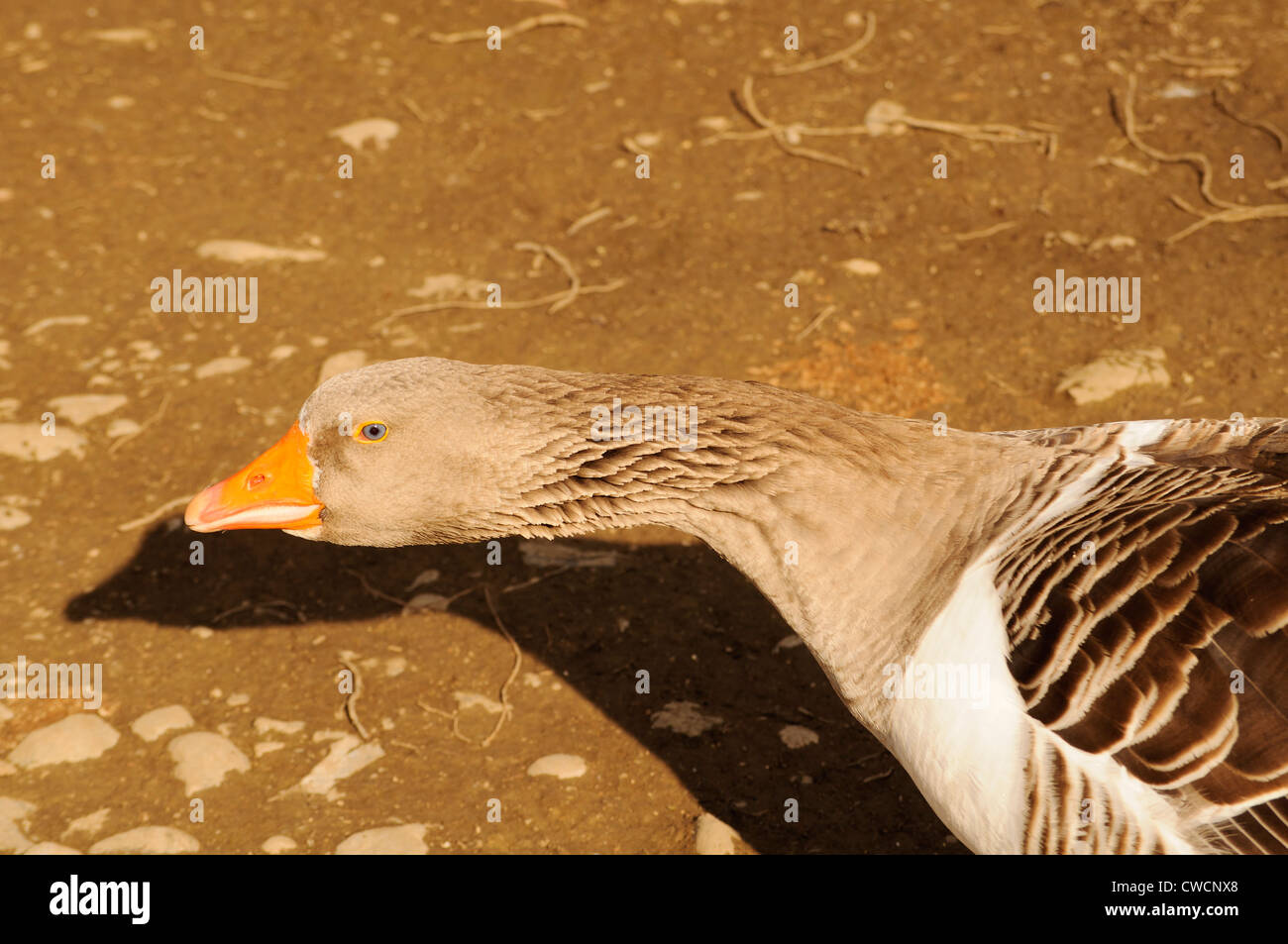 Goose funny hi-res stock photography and images - Alamy