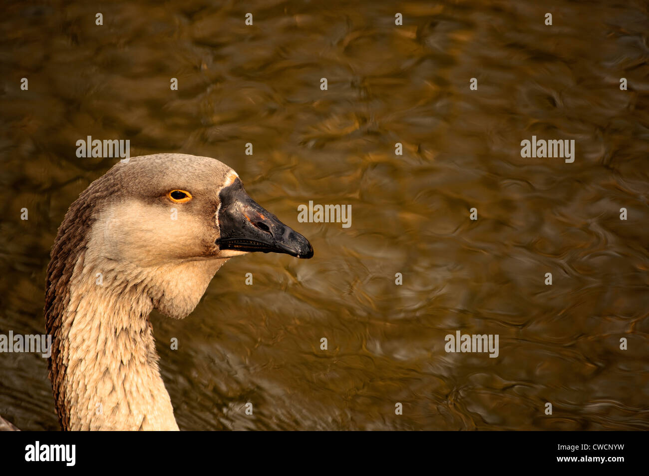 Unique goose hi-res stock photography and images - Alamy