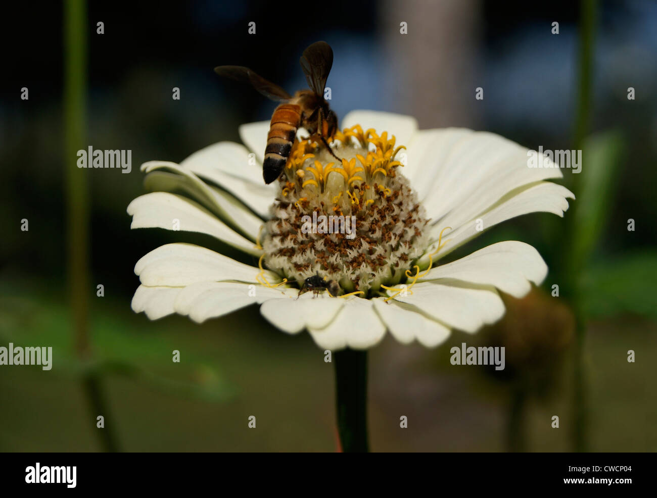 Indian honey bees hi-res stock photography and images - Alamy