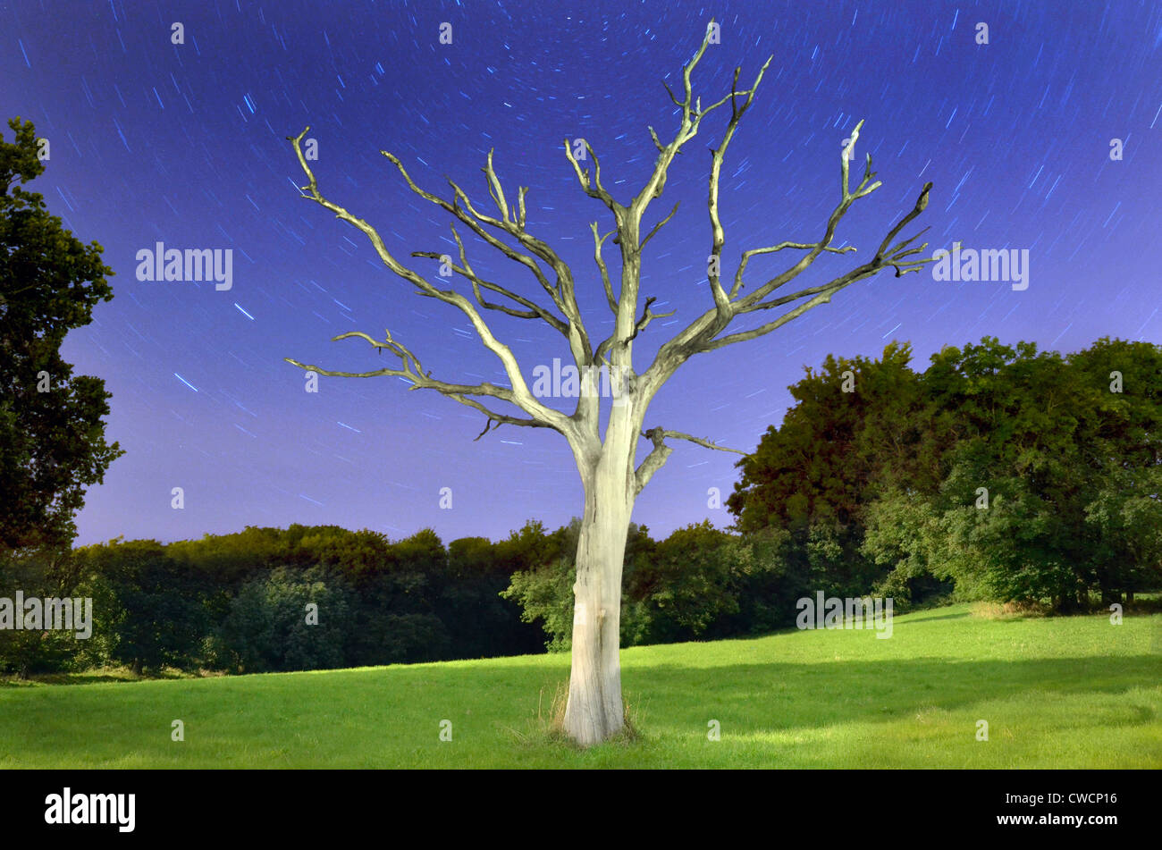 Dead tree hi-res stock photography and images - Alamy