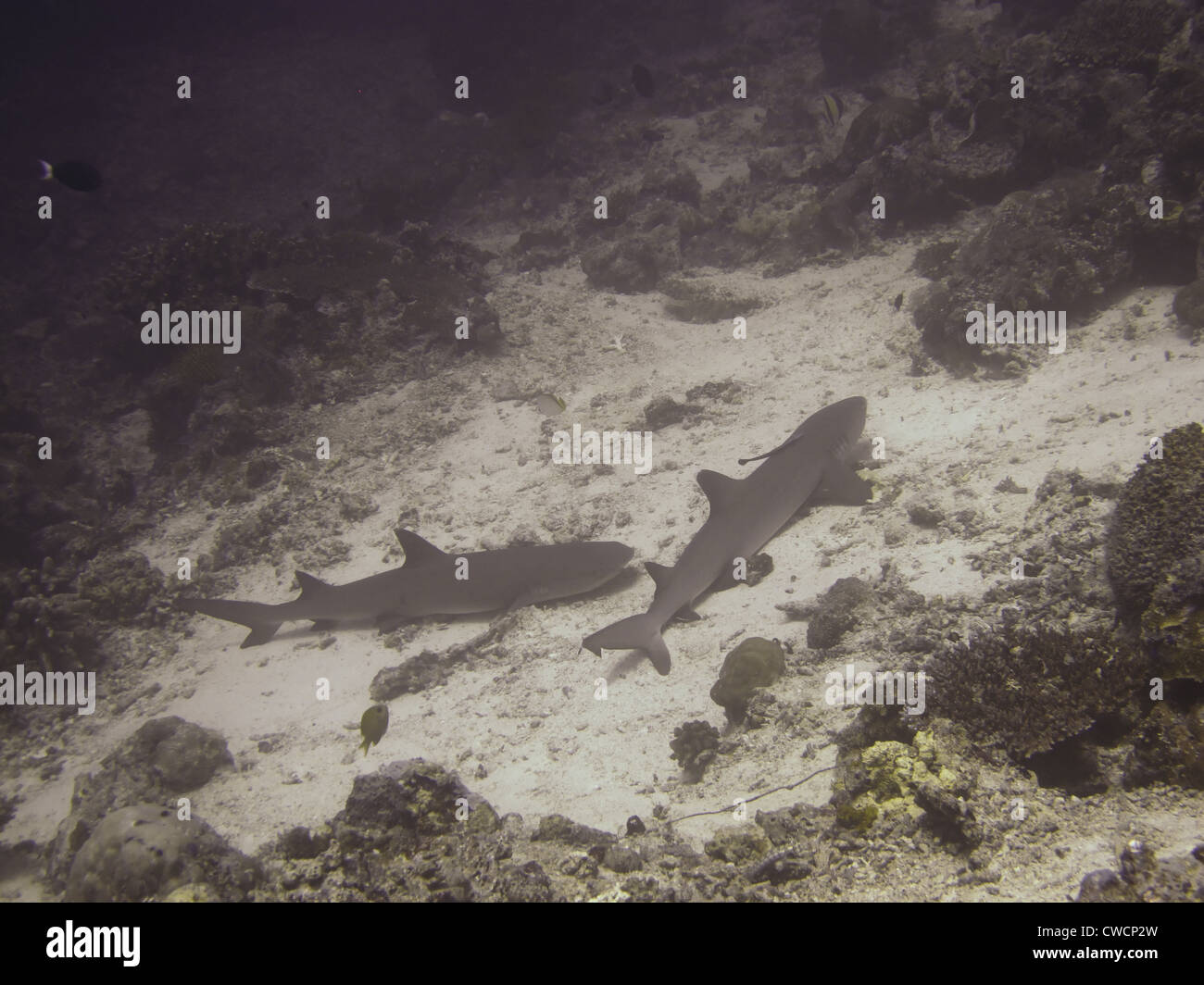 Shark underwater hi-res stock photography and images - Alamy