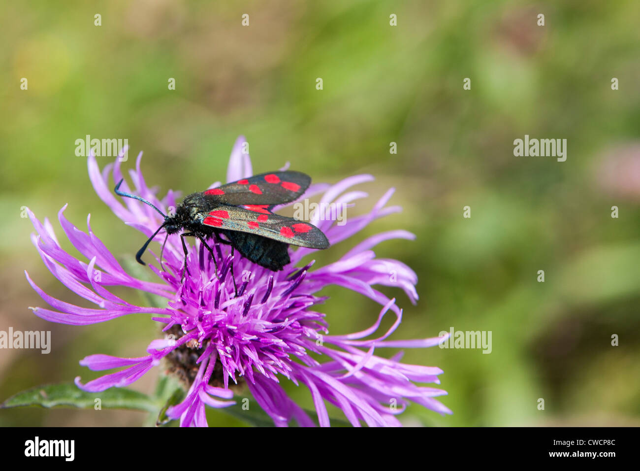 Black spot moth hi-res stock photography and images - Alamy