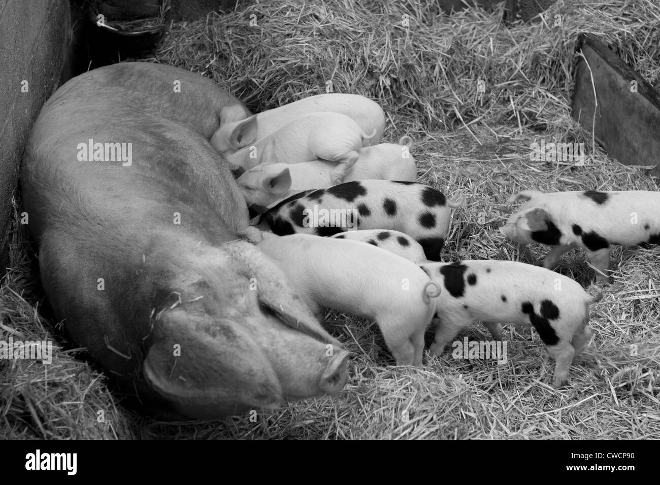 Spotty piglets feeding on sow Stock Photo - Alamy
