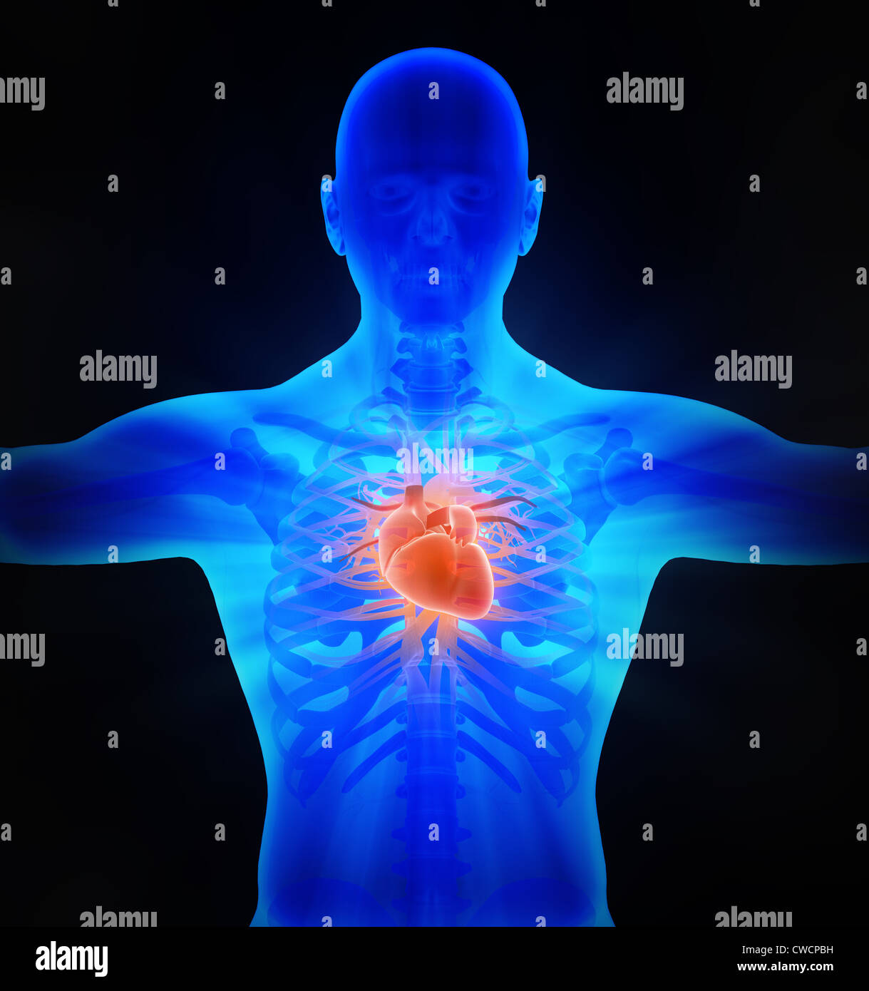 Human heart diagram hi-res stock photography and images - Alamy