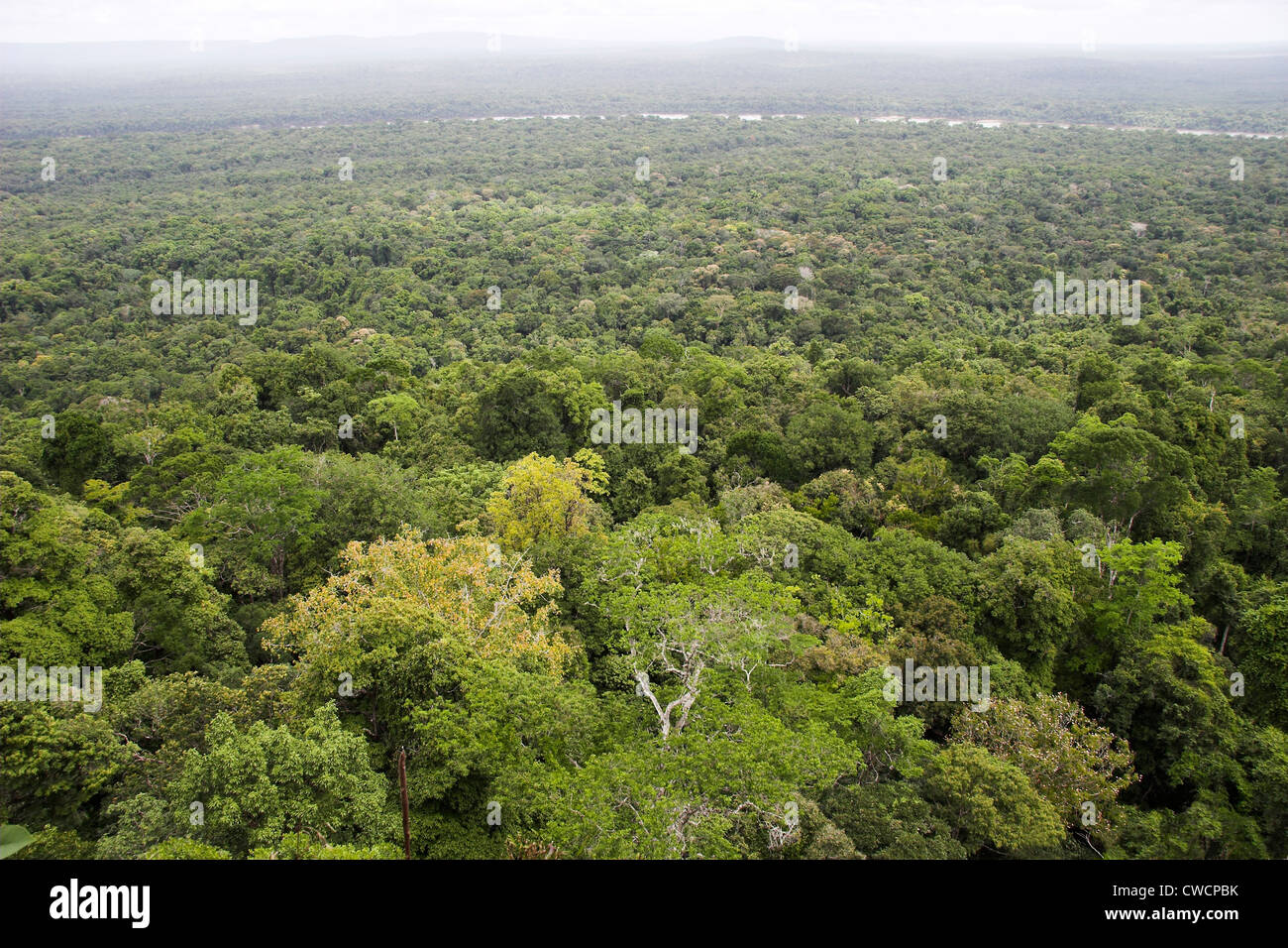 Guyana rainforest canopy hi-res stock photography and images - Alamy