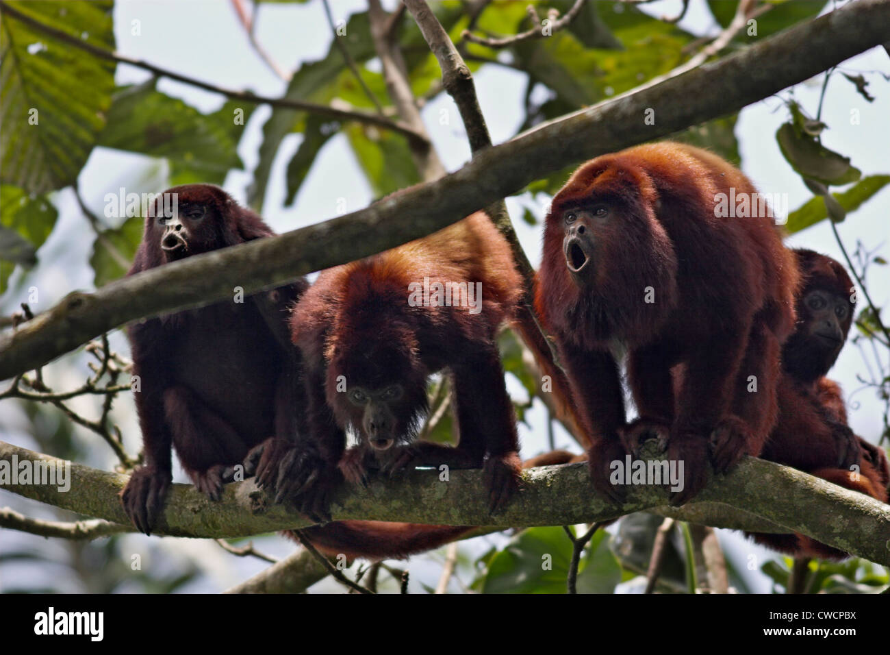 RED HOWLER MONKEYS calling (Alouatta seniculus), Henri Pittier National ...