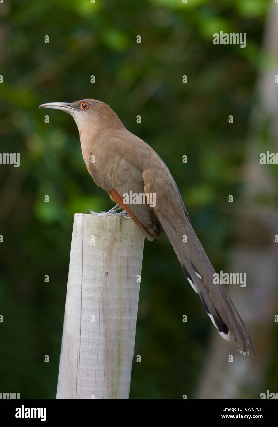 GREATER or CUBAN LIZARD CUCKOO (Saurothera merlini) Cuba Stock Photo ...