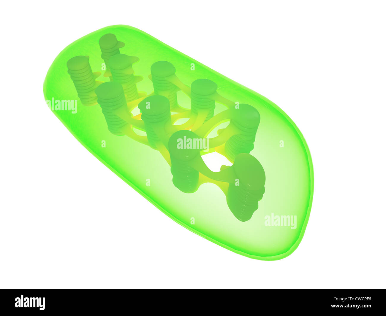 Cell microscope chloroplast hi-res stock photography and images - Alamy