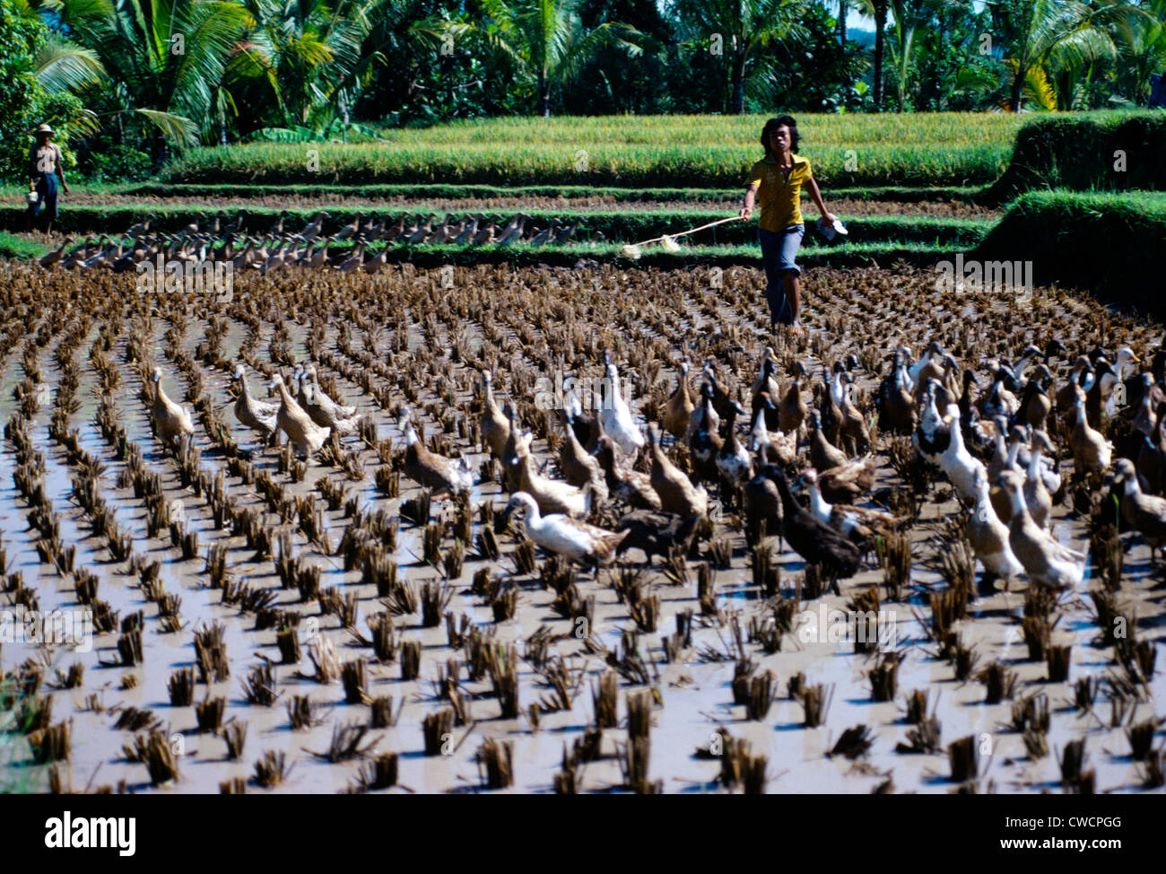 Bali Indonesia Ducks In Paddy Field Stock Photo - Alamy