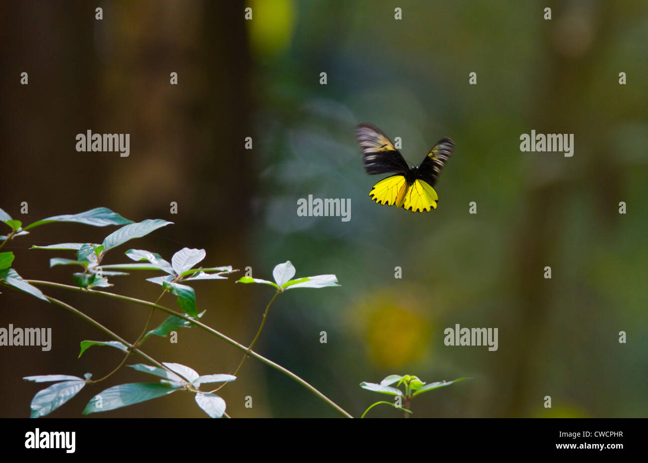 Common birdwing butterflies hi-res stock photography and images - Alamy