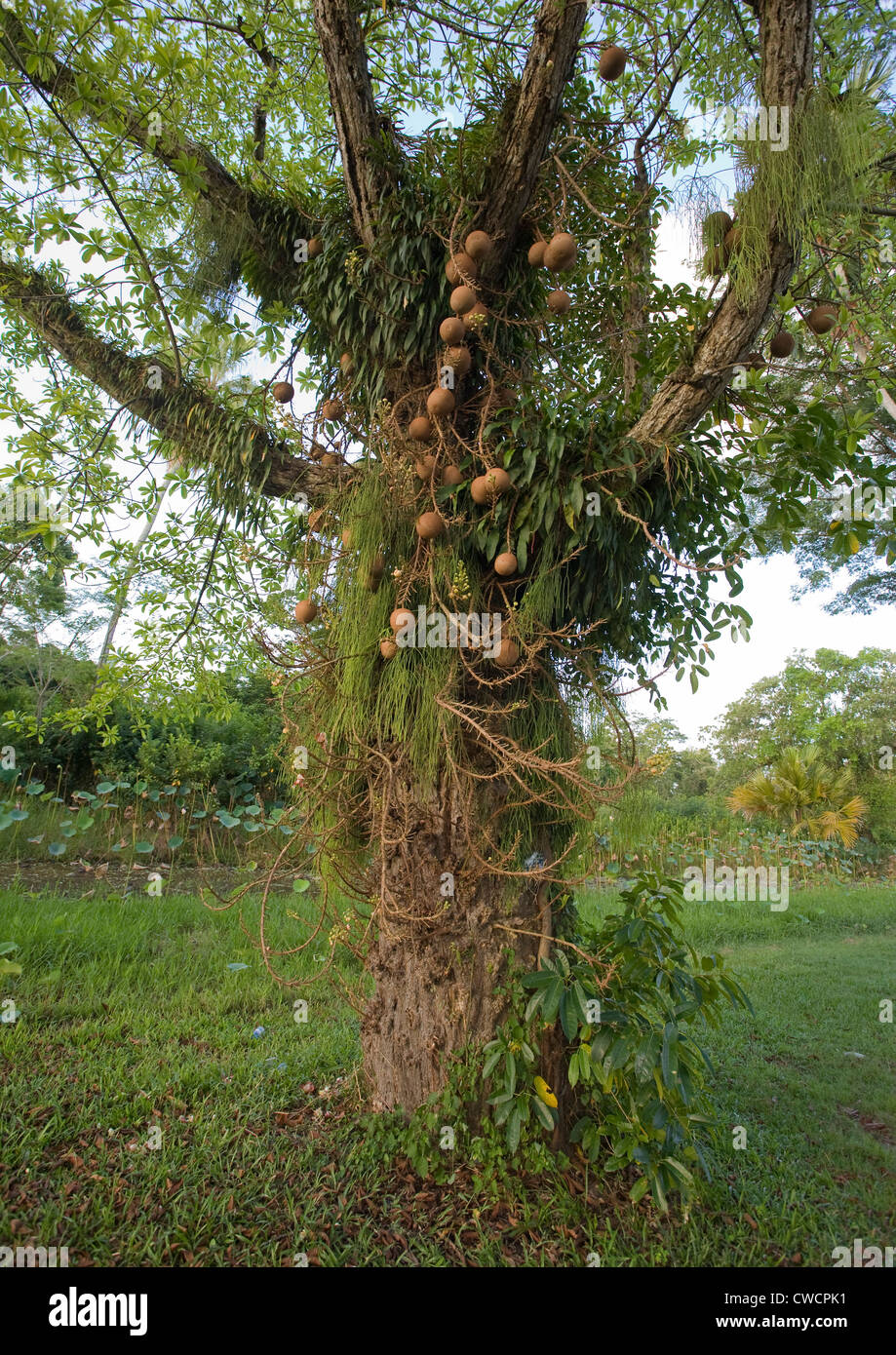 Cannon ball trees hi-res stock photography and images - Alamy