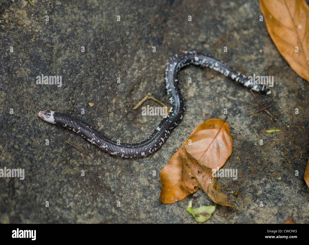 BLACK & WHITE WORM-LIZARD (Amphisbaena fuliginosa) Surama, Guyana ...