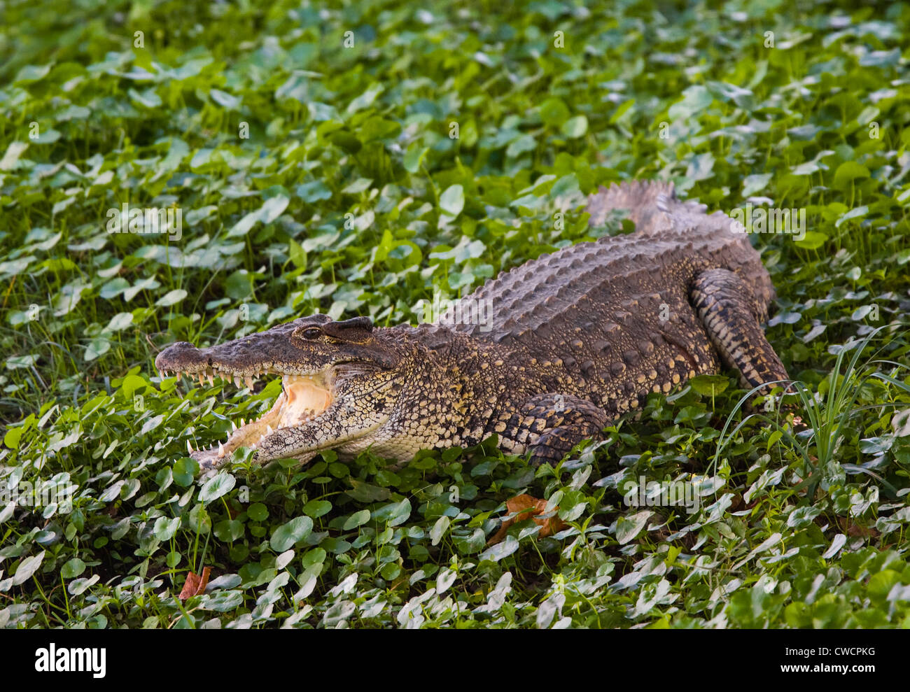 CUBAN CROCODILE (Crocodylus rhombifer) thermo-regulating, Cuba ...