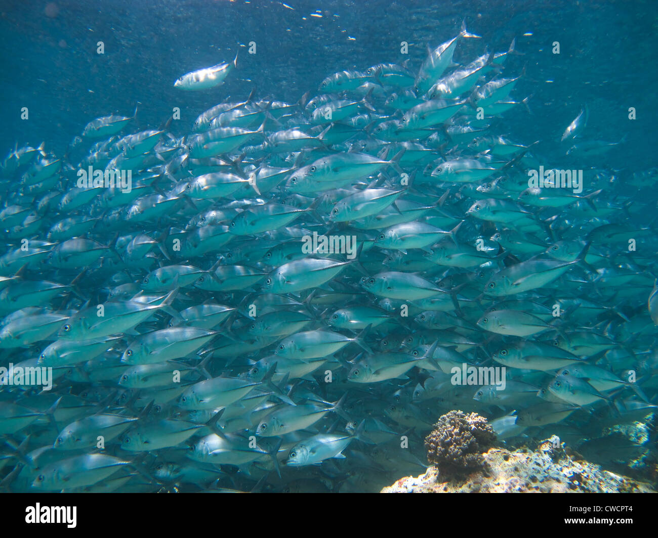 Snorkeler and school of fish hi-res stock photography and images - Alamy