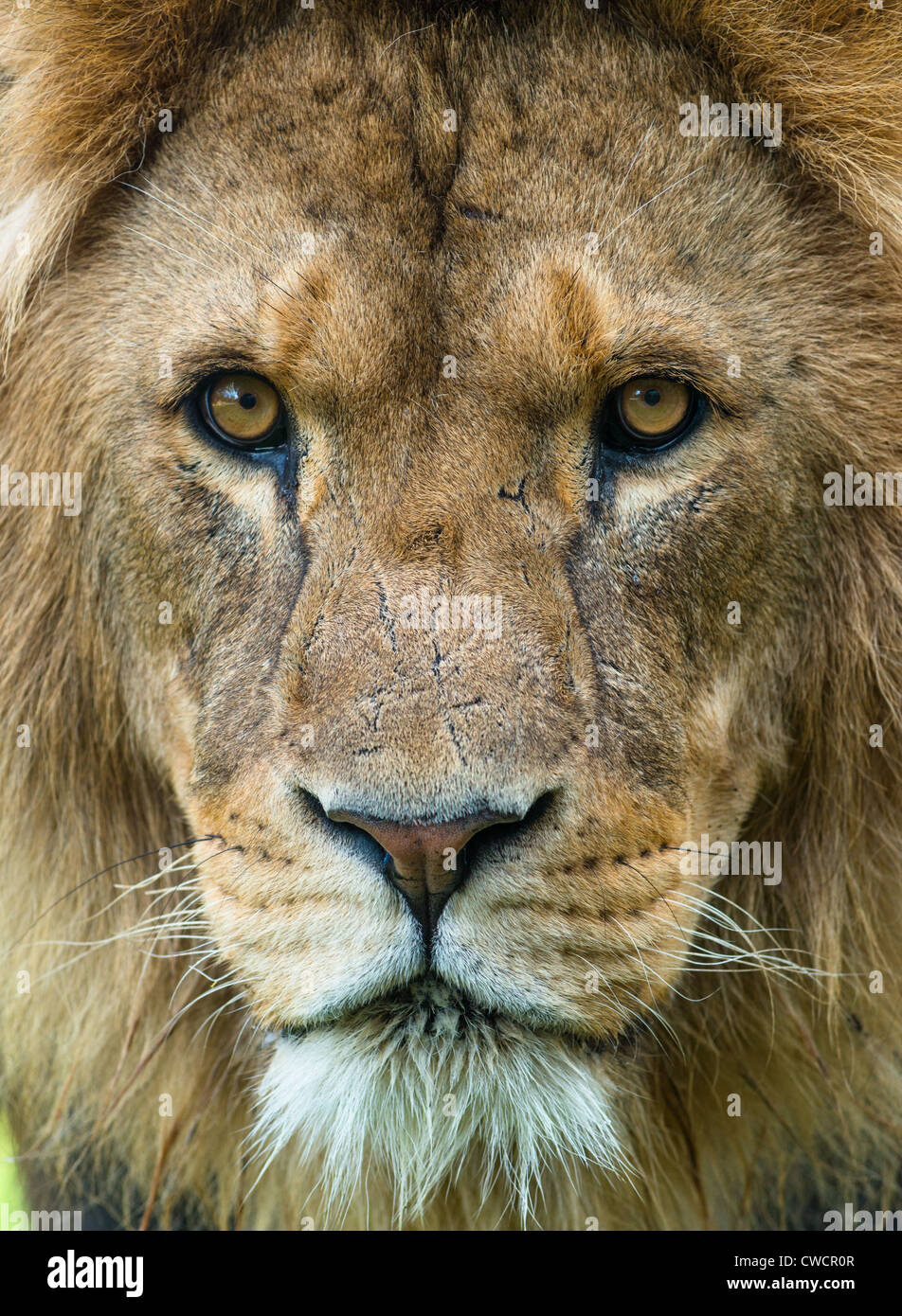 Lion face close hi-res stock photography and images - Alamy