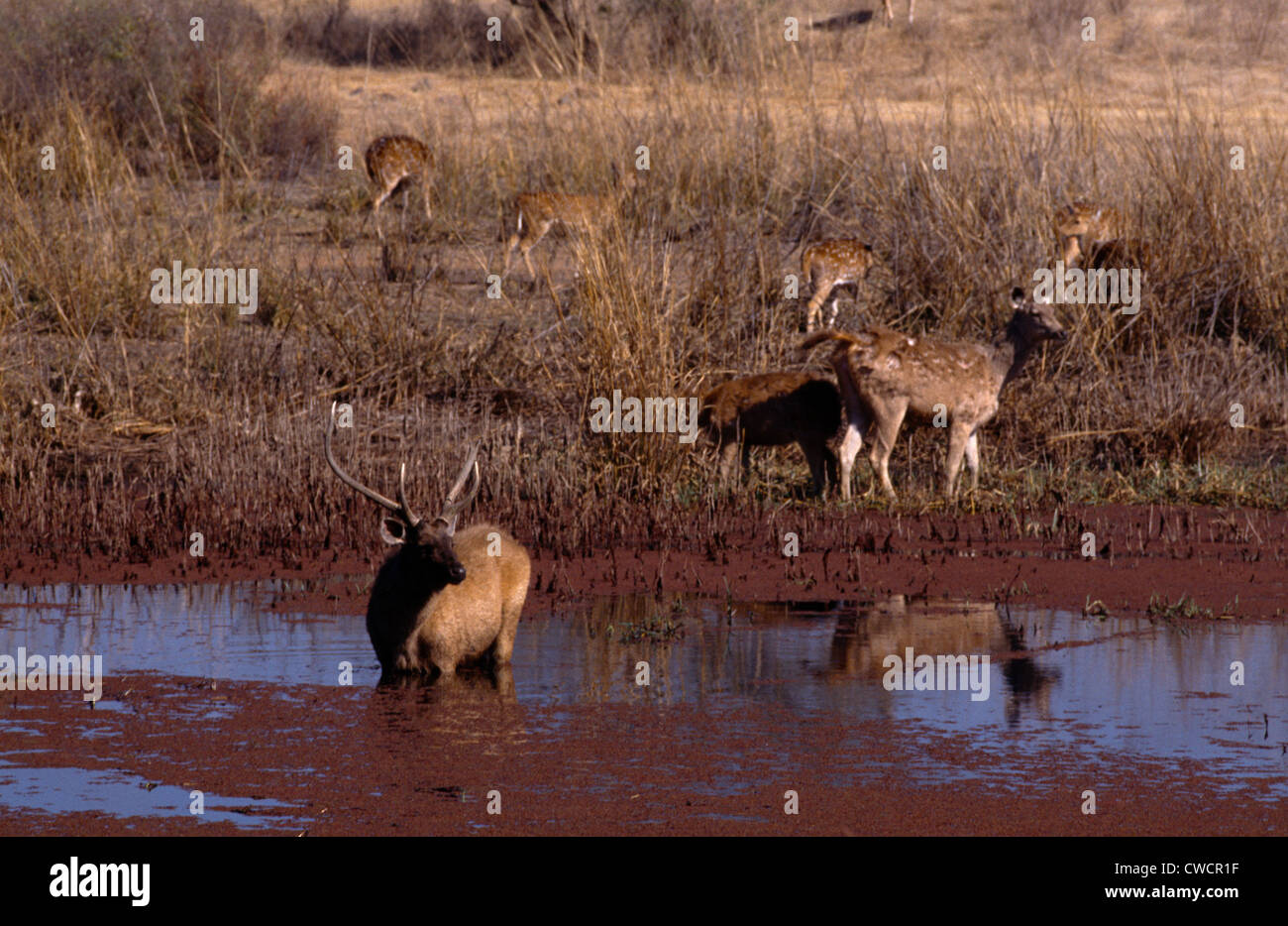 Rantanbore National Park India Stags Wildlife Sanctuary Stock Photo - Alamy