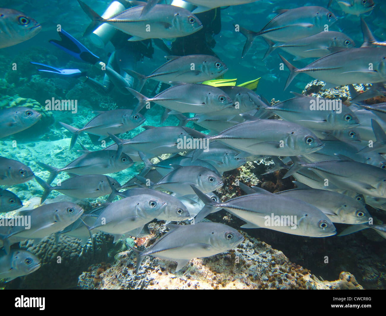 Snorkeler and school of fish hi-res stock photography and images - Alamy