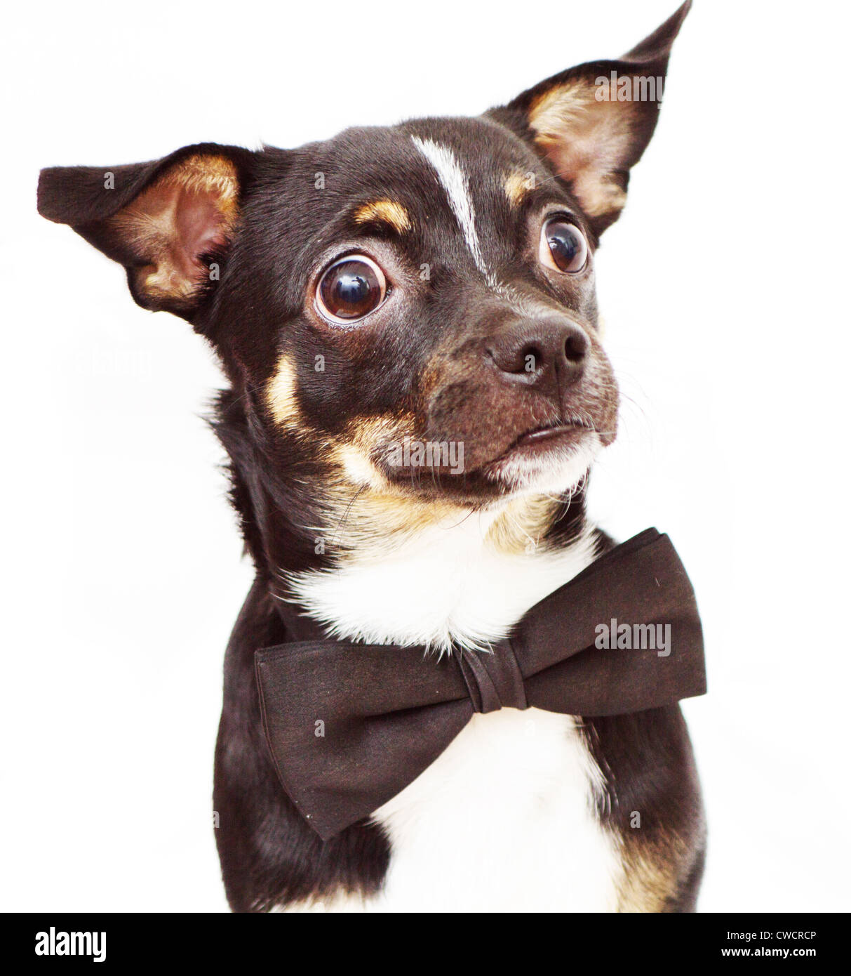 Small and cute dog wearing bow tie Stock Photo - Alamy