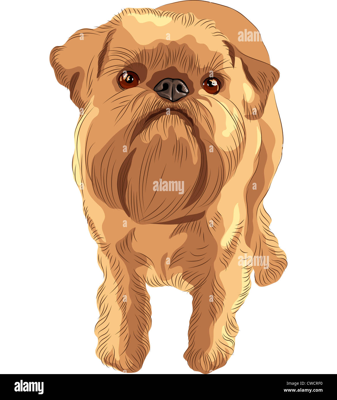closeup portrait of the toy dog Brussels Griffon breed Stock Photo - Alamy