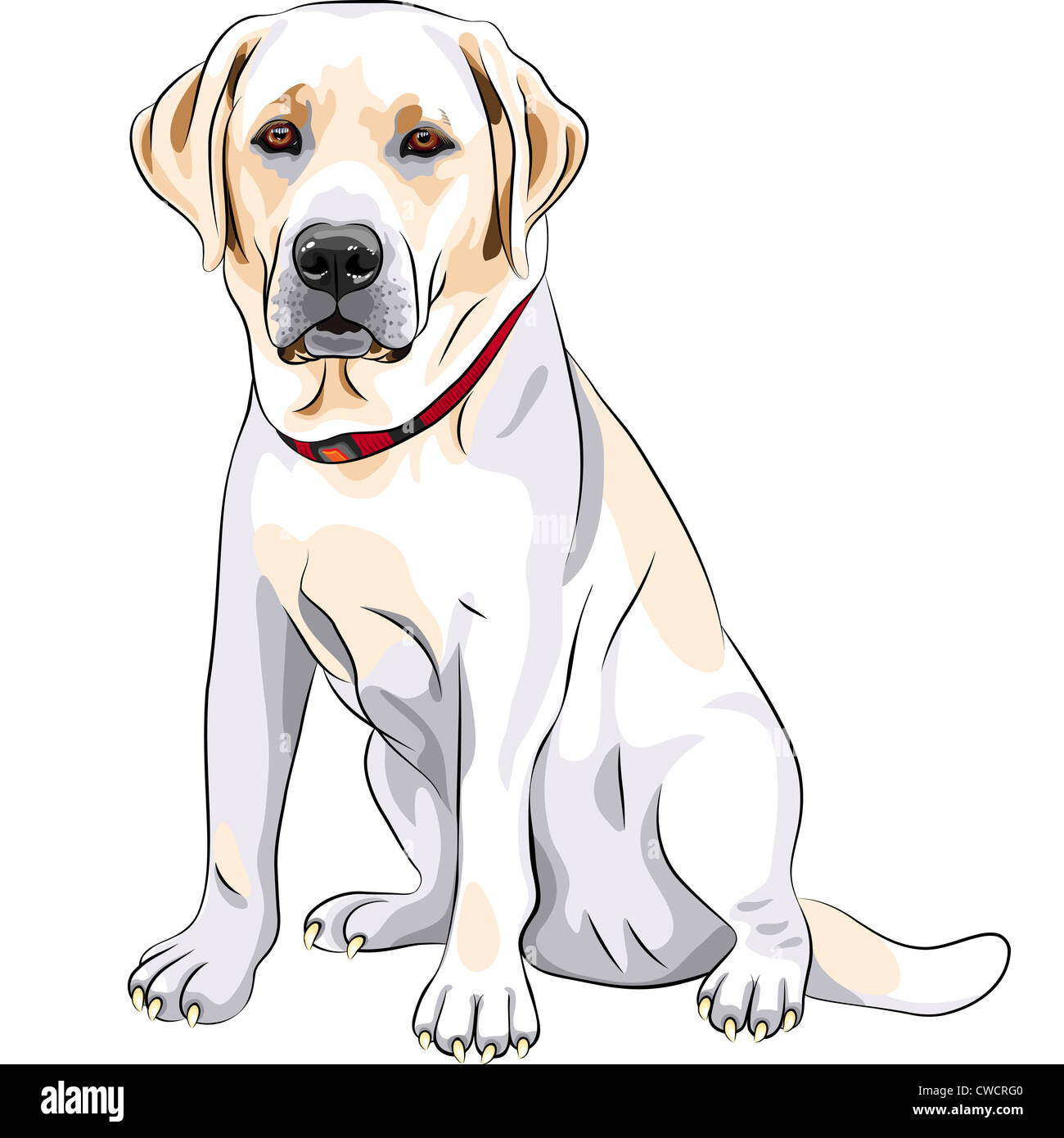 portrait of a close-up of serious yellow dog breed Labrador Retriever ...