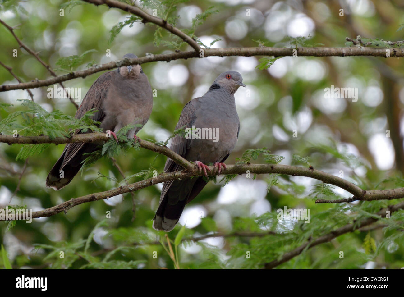 Pair of Dusky Turtle Doves Stock Photo - Alamy