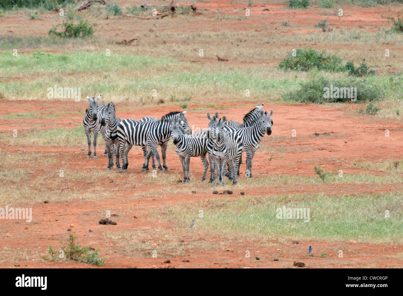 A Group of Common Zebra Stock Photo - Alamy
