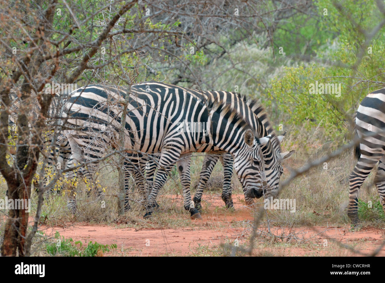 Common Zebra Feeding Stock Photo - Alamy