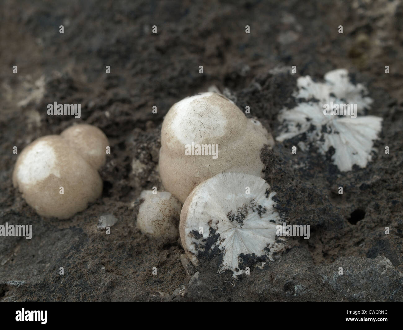 Gismondite crystal hi-res stock photography and images - Alamy