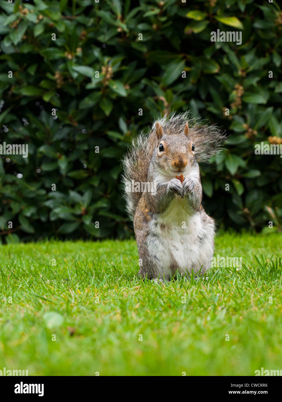 Squirrel facing camera hi-res stock photography and images - Alamy