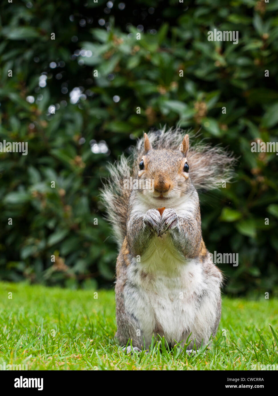 Squirrel facing the camera hi-res stock photography and images - Alamy