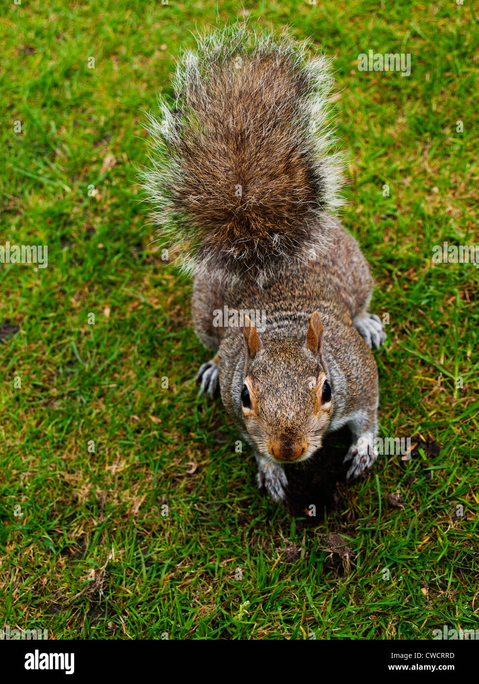 Common squirrel in garden Stock Photo - Alamy
