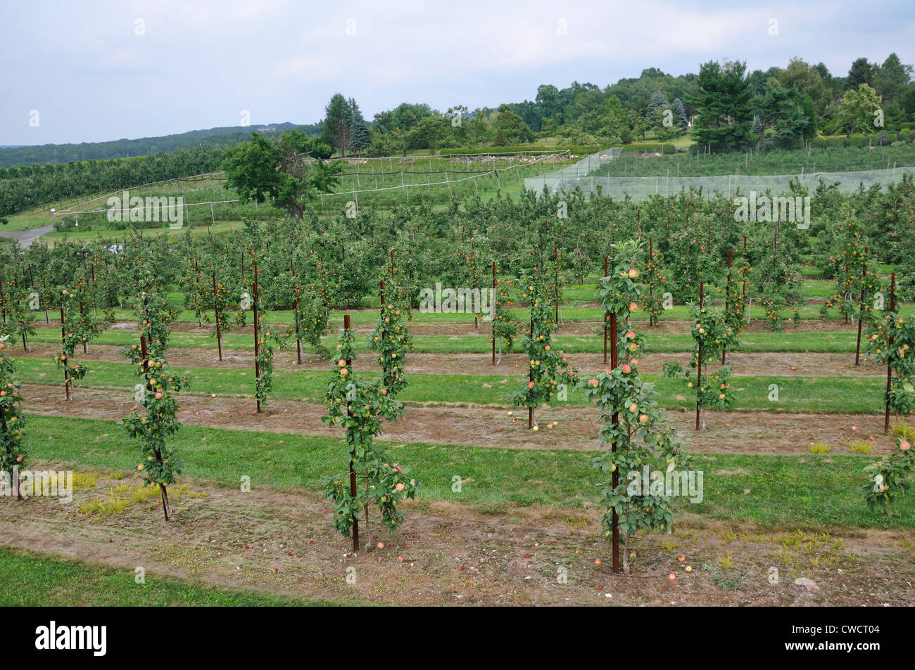 Young apple tree sapling farm, New England farm, Connecticut, USA Stock ...