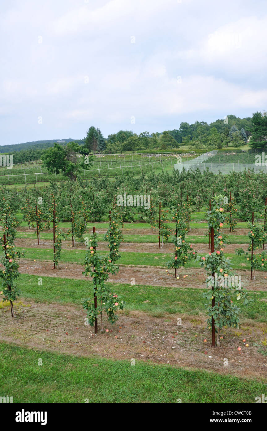 Young apple tree sapling farm, New England farm, Connecticut, USA Stock ...