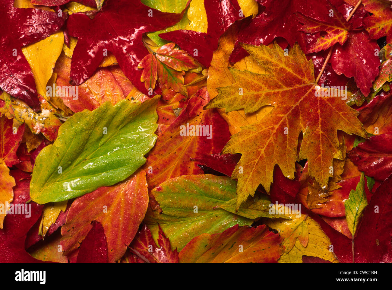 Wet autumn leaves Stock Photo - Alamy